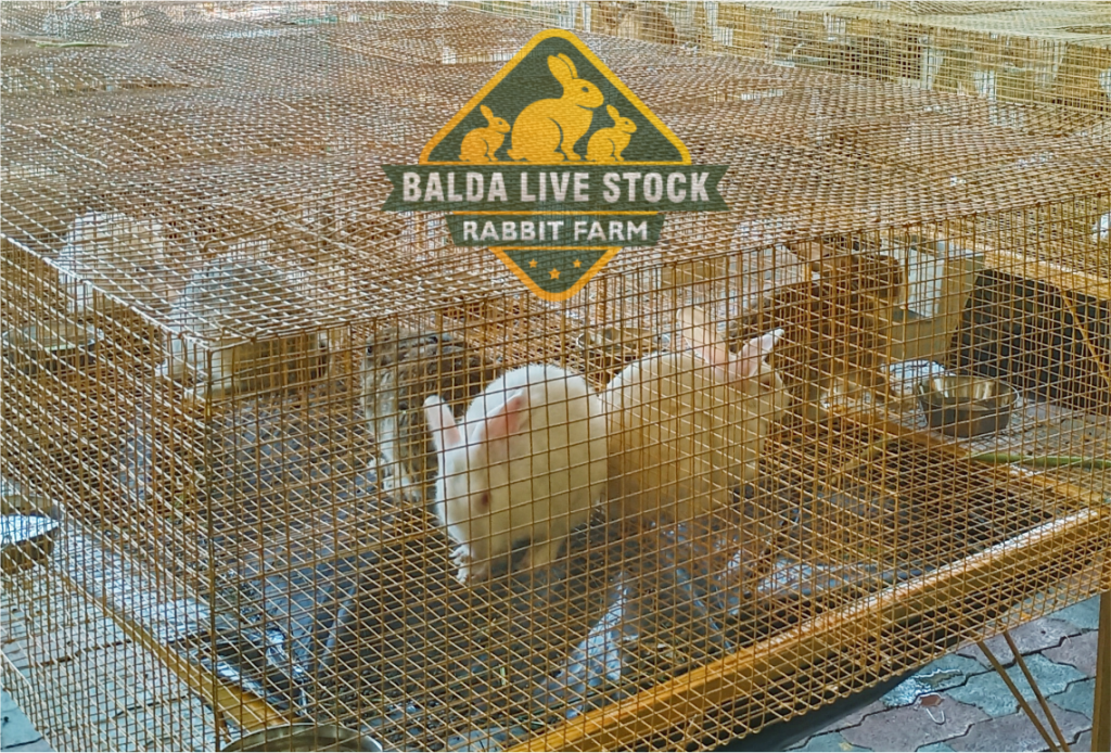 Why do rabbits follow? – Rabbit farm India